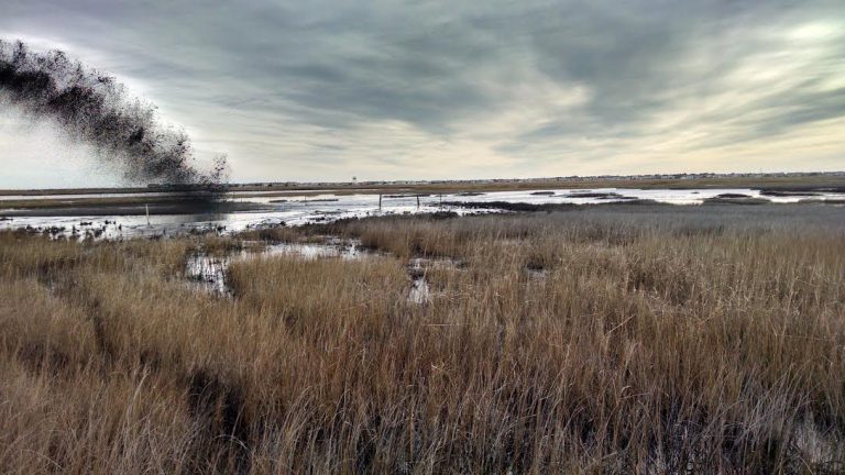 Conservation Spotlight: Fortescue Salt Marsh and Avalon Tidal Marsh ...