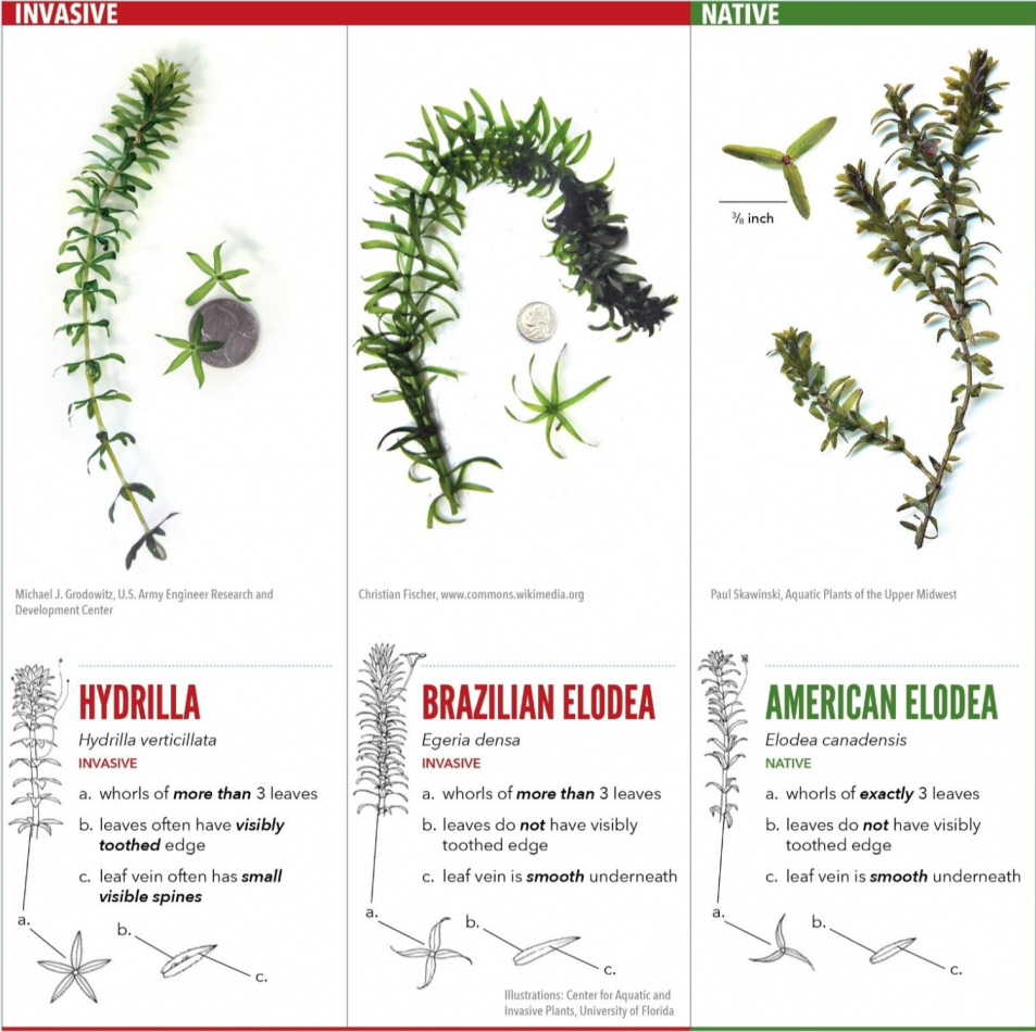 Understanding and Addressing Invasive Species - PRINCETON HYDRO