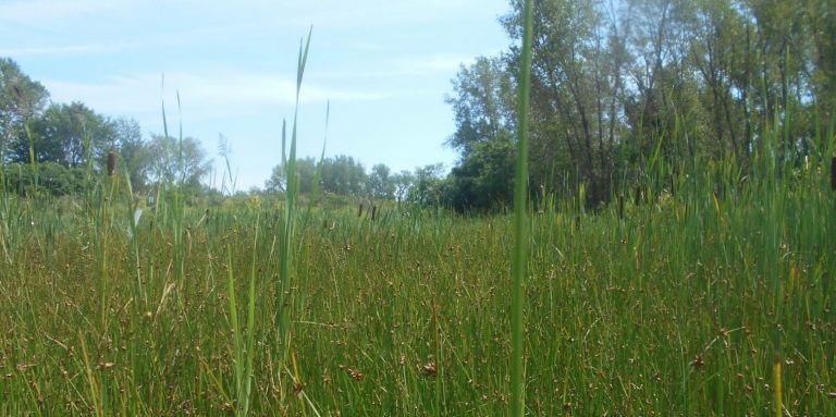 Ecological Uplift in an Urban Setting - PRINCETON HYDRO