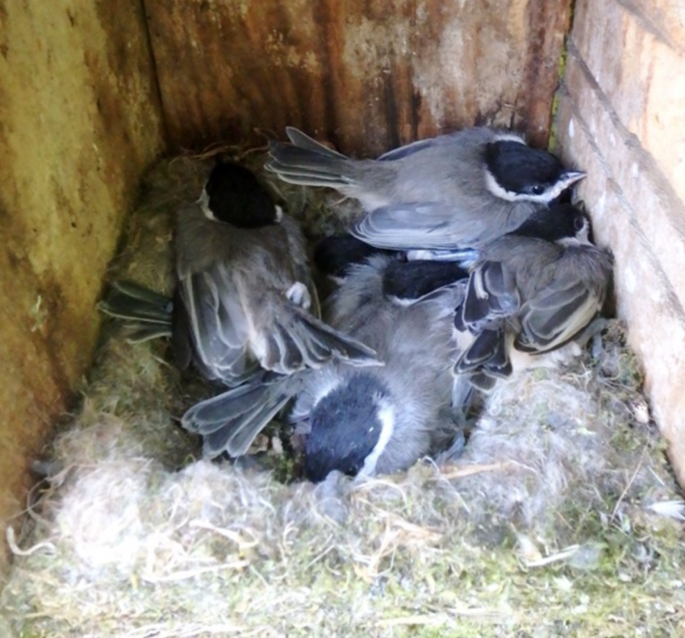 Volunteer Spotlight: Monitoring Baby Bird Boxes & Counting Shorebirds ...