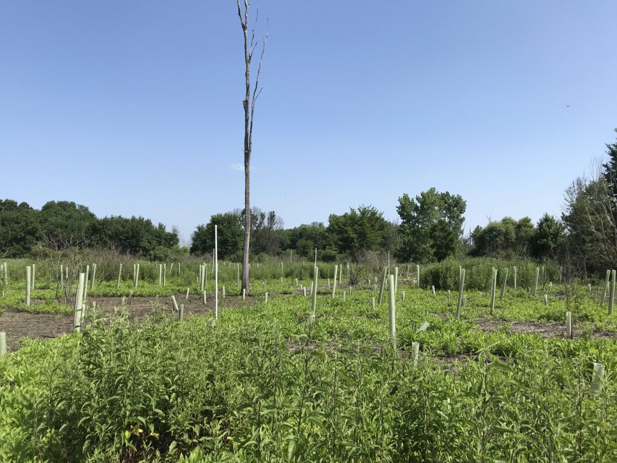 Celebrating World Wildlife Day: A Look Back at the Thriving Habitat of ...