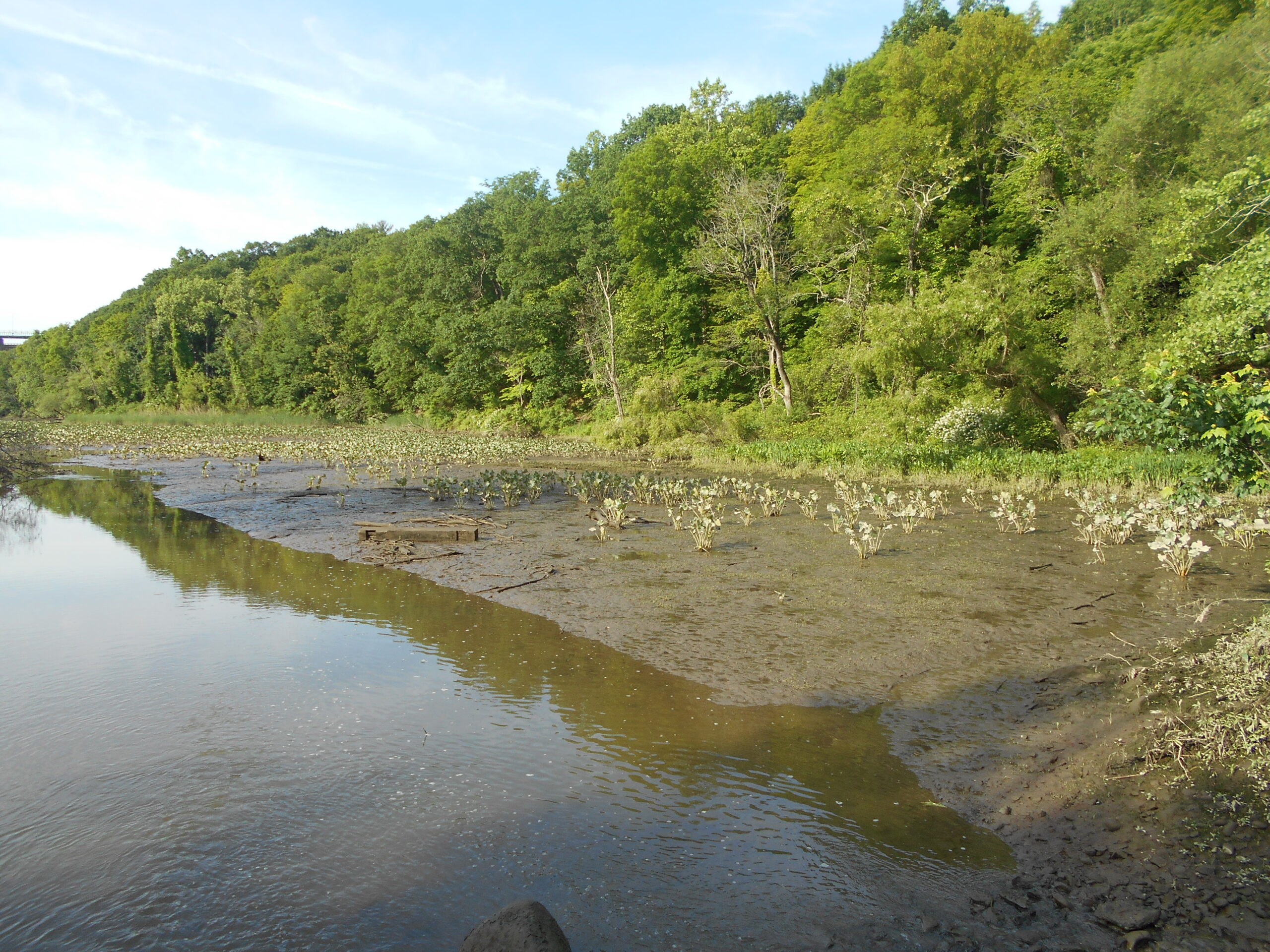 Hudson River Habitat Restoration Integrated Feasibility Study and ...