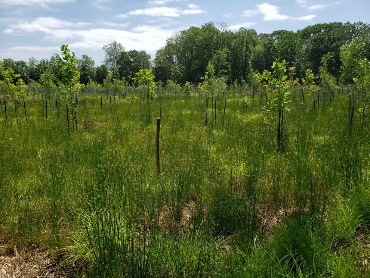 Bloomfield's Lion Gate Park is Now Open to the Public - PRINCETON HYDRO