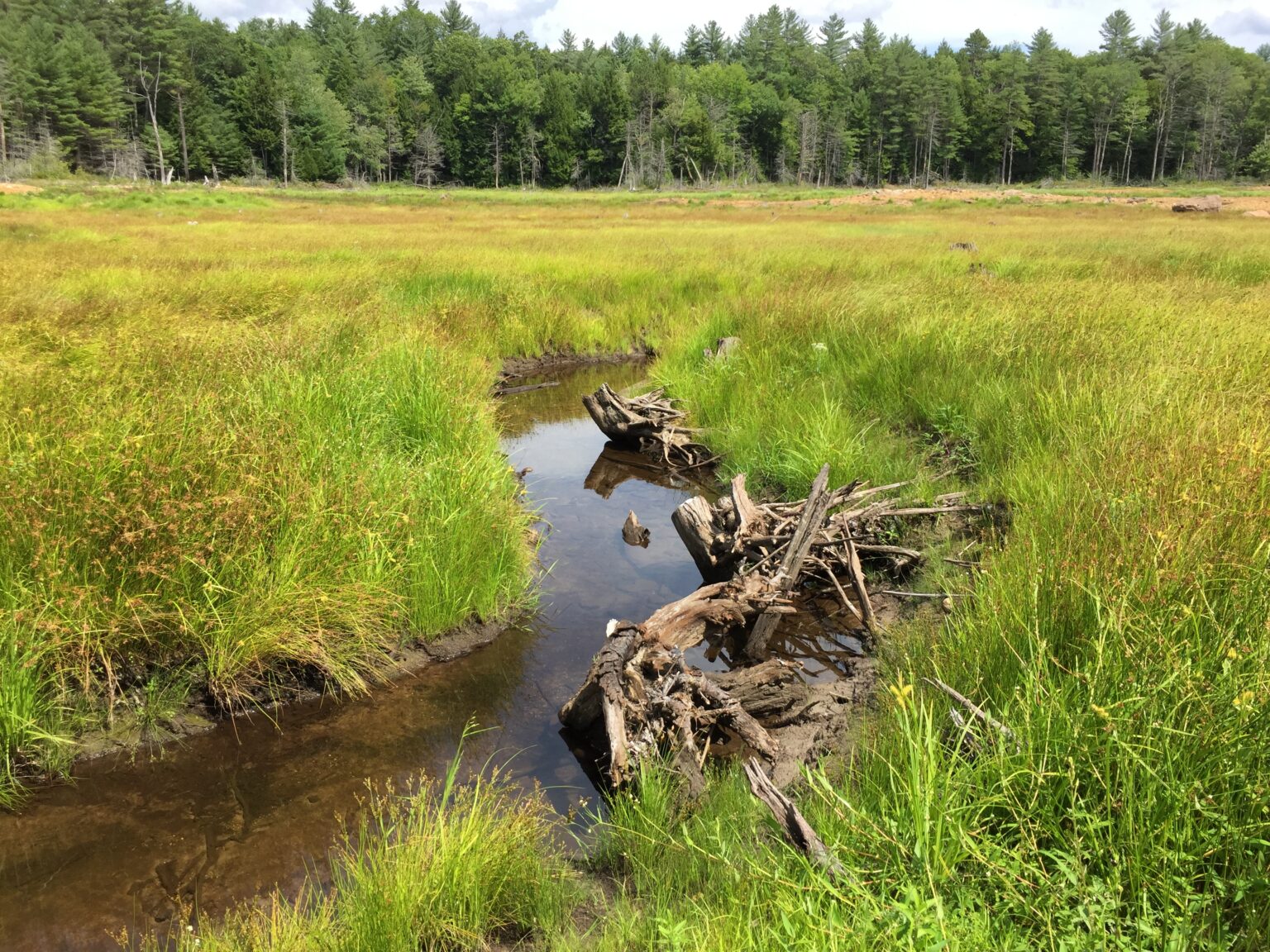 Reviving Buried Waterways: The Benefits of Daylighting Streams ...