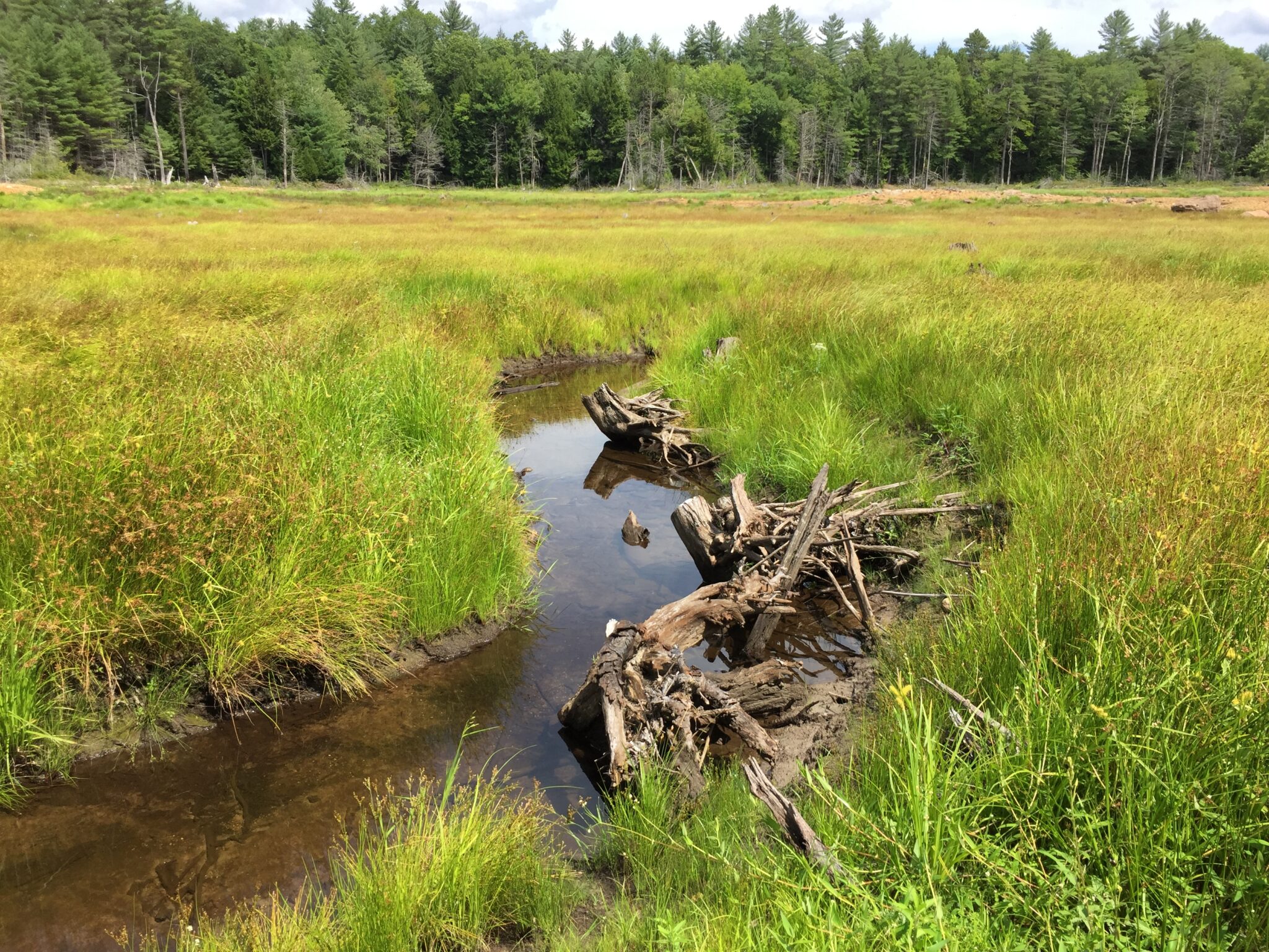 Reviving Buried Waterways: The Benefits of Daylighting Streams ...