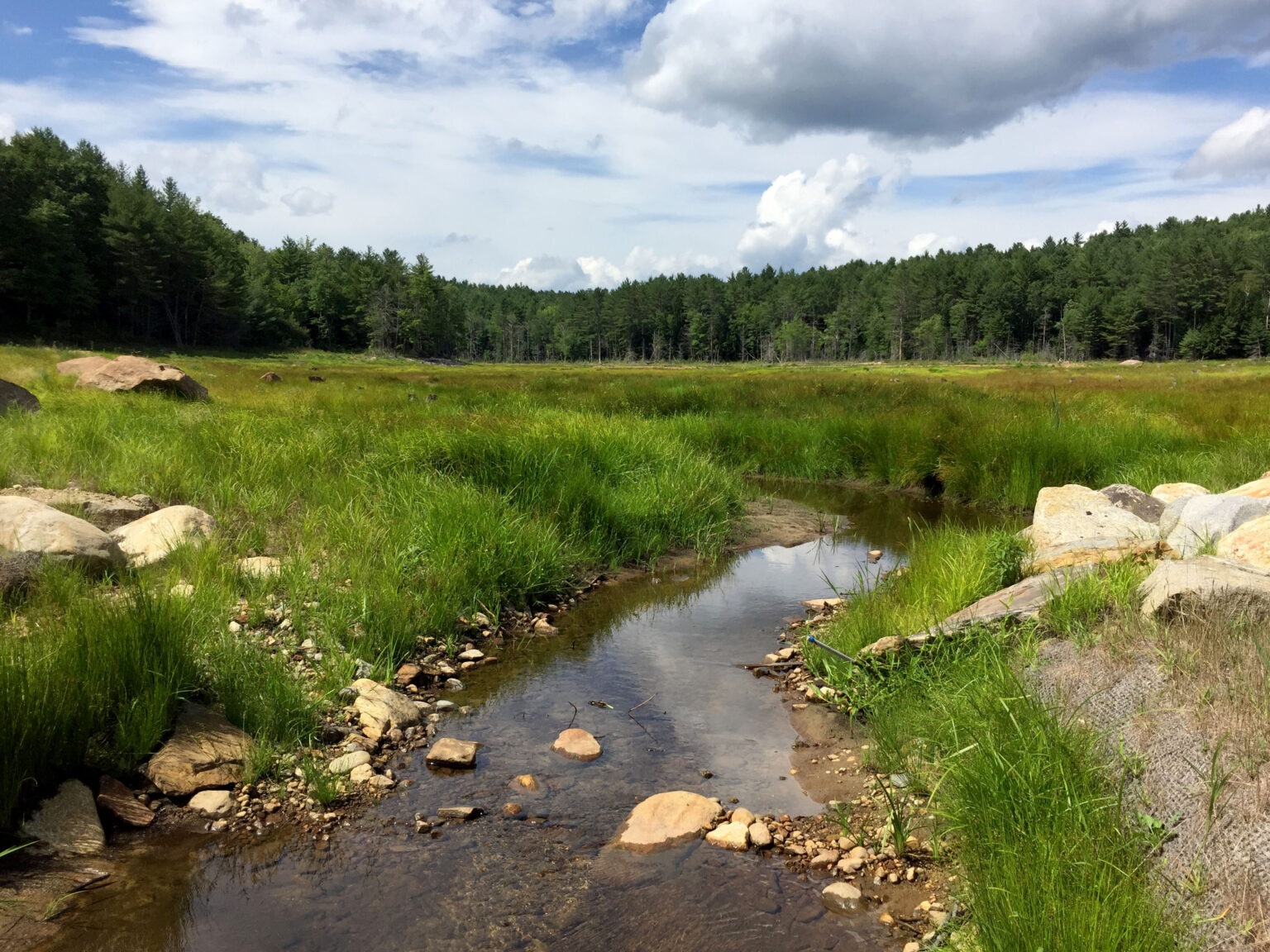 Reviving Buried Waterways: The Benefits of Daylighting Streams ...