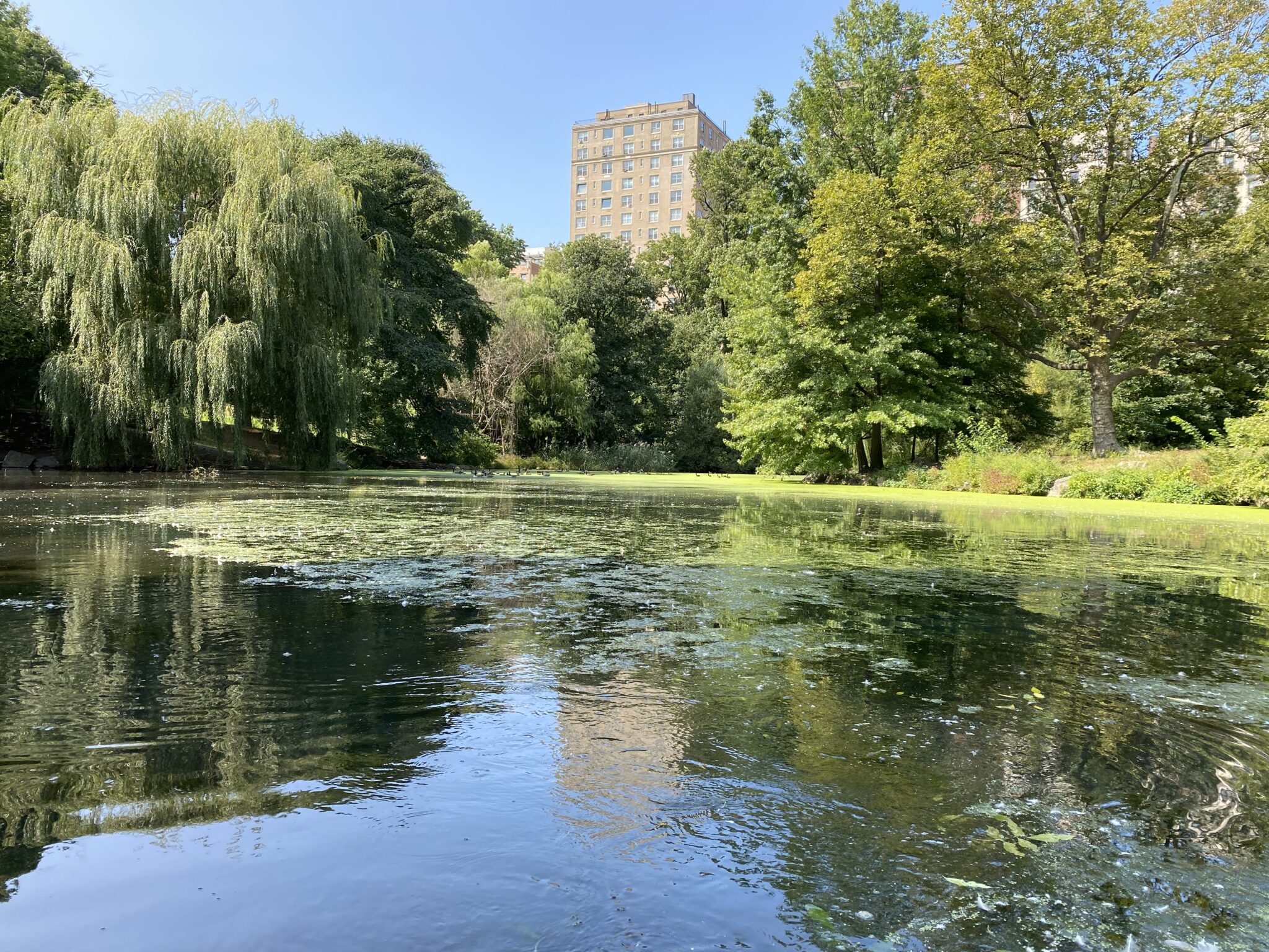 Lake & Pond Management in New York City's Central Park - PRINCETON HYDRO