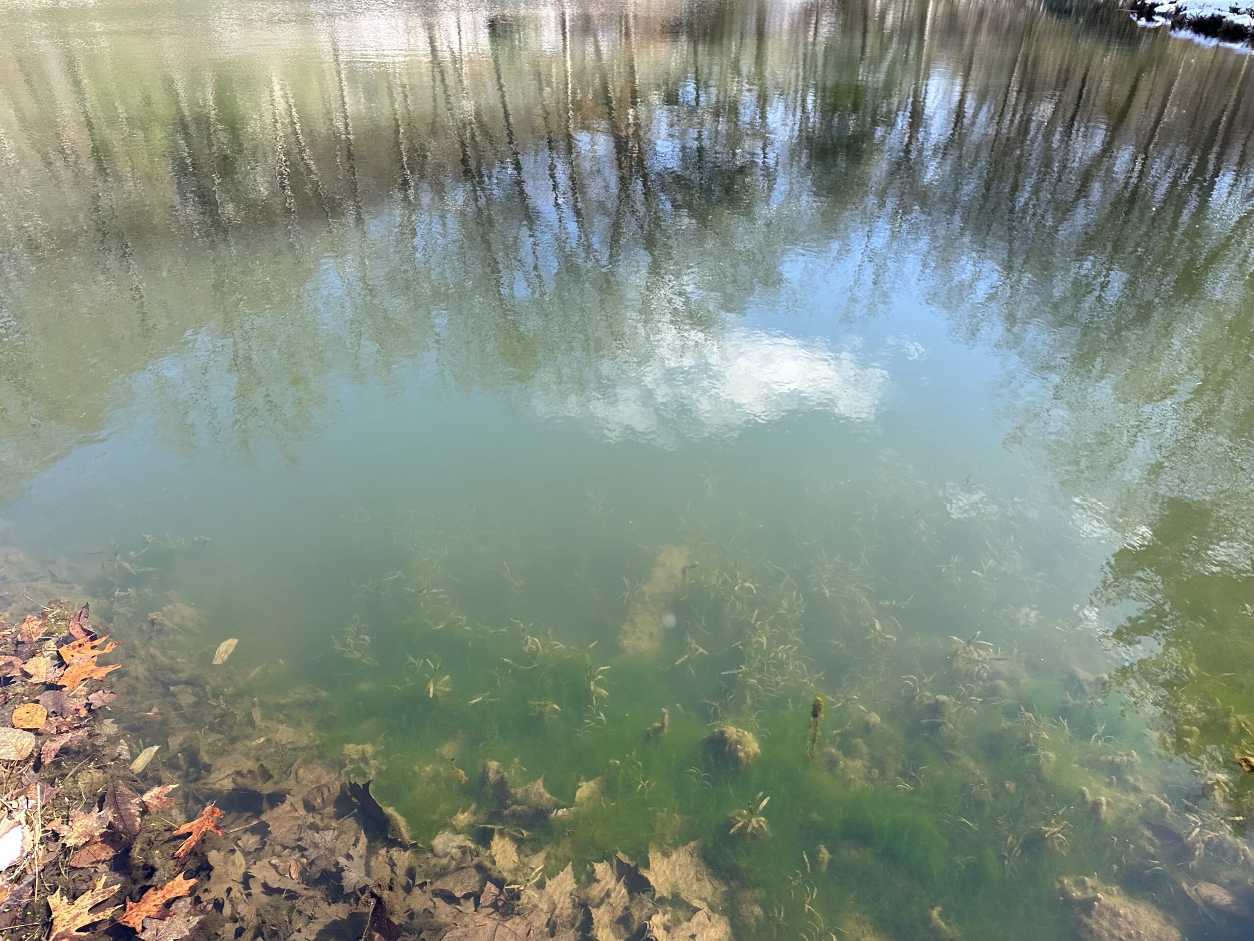 Mild Winter in Mid-Atlantic Raises Concerns For Lakes - PRINCETON HYDRO