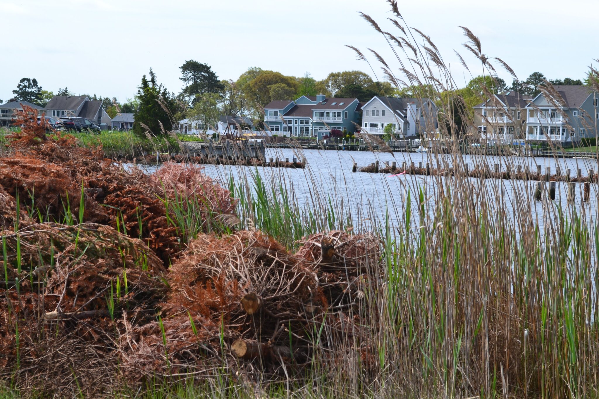 Living Shoreline at Slade Dale Sanctuary - PRINCETON HYDRO