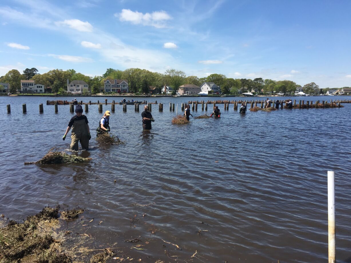 Living Shoreline at Slade Dale Sanctuary - PRINCETON HYDRO