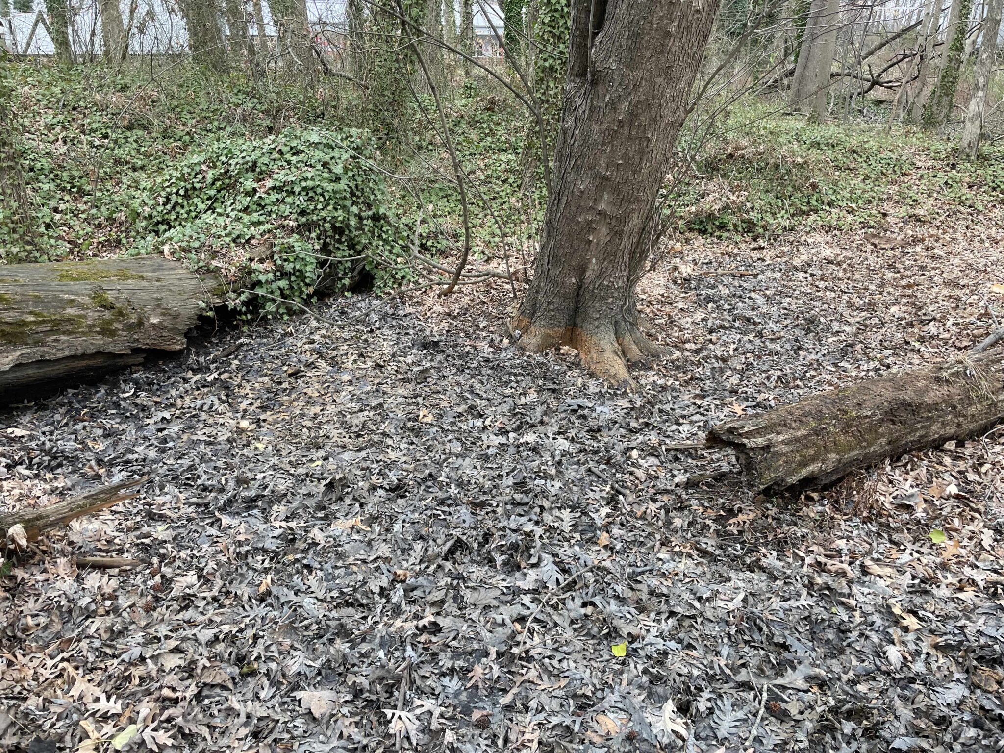 A Day in the Life: Performing a Wetland Delineation - PRINCETON HYDRO