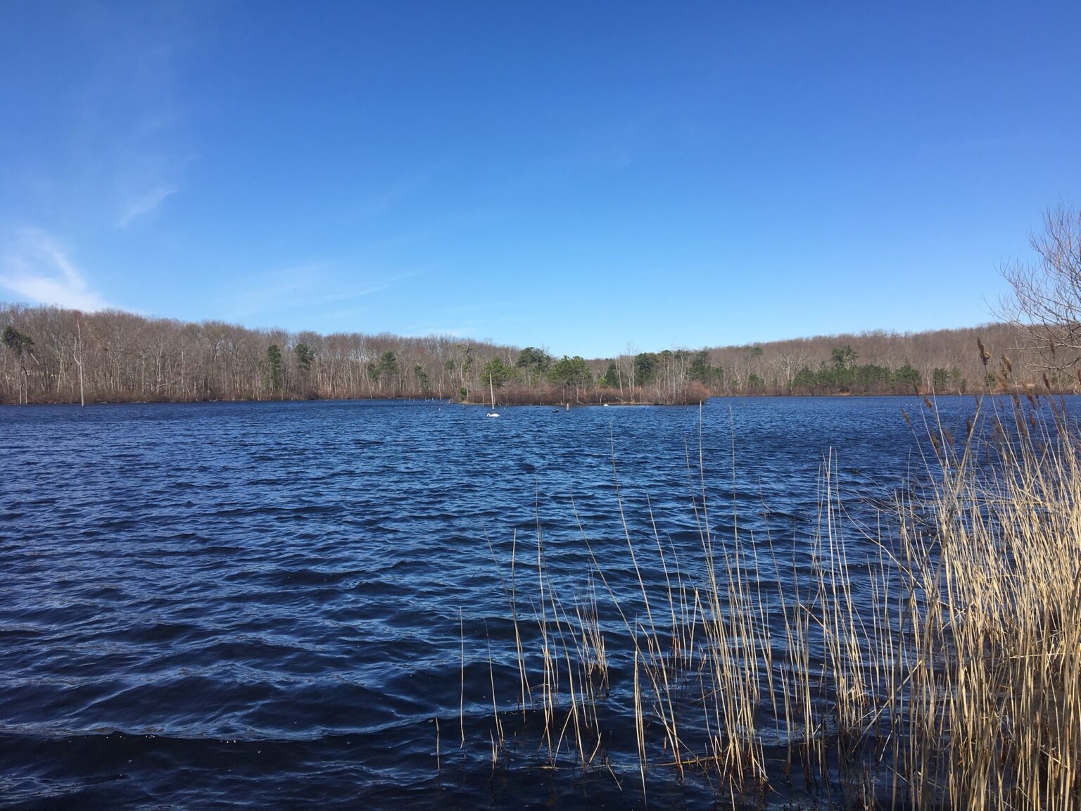 Manasquan Reservoir Aquatic Plant and Cyanobacteria Management Plans ...