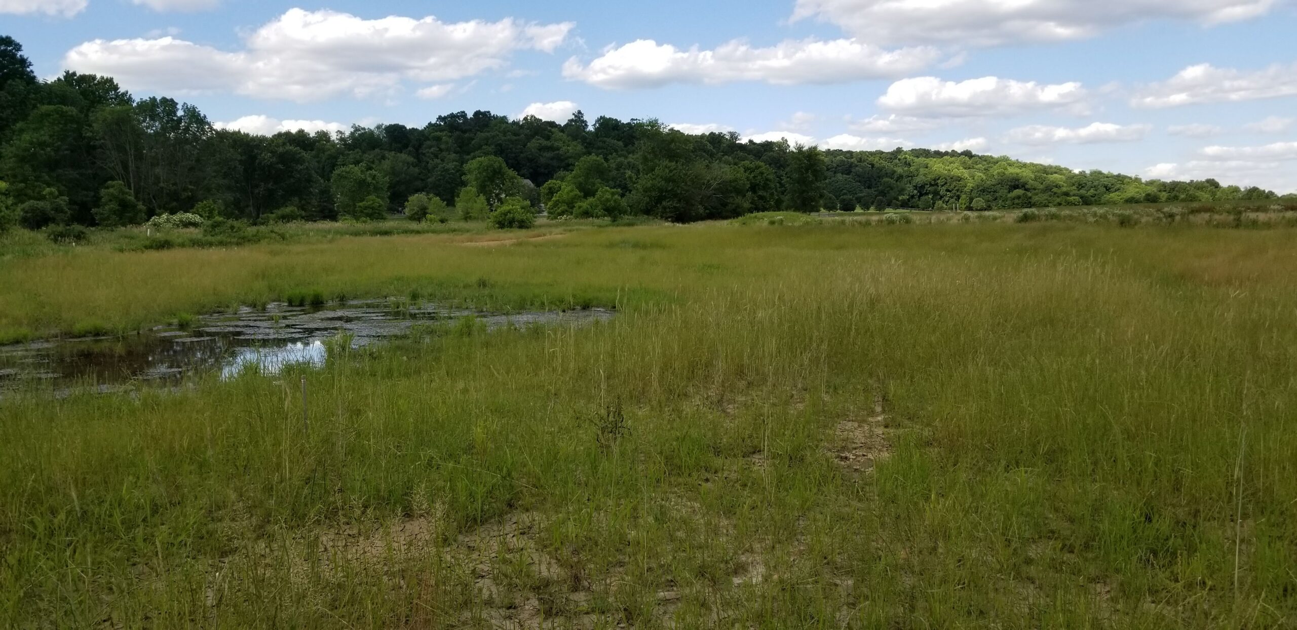 White Clay Creek Floodplain Restoration and Reconnection - PRINCETON HYDRO