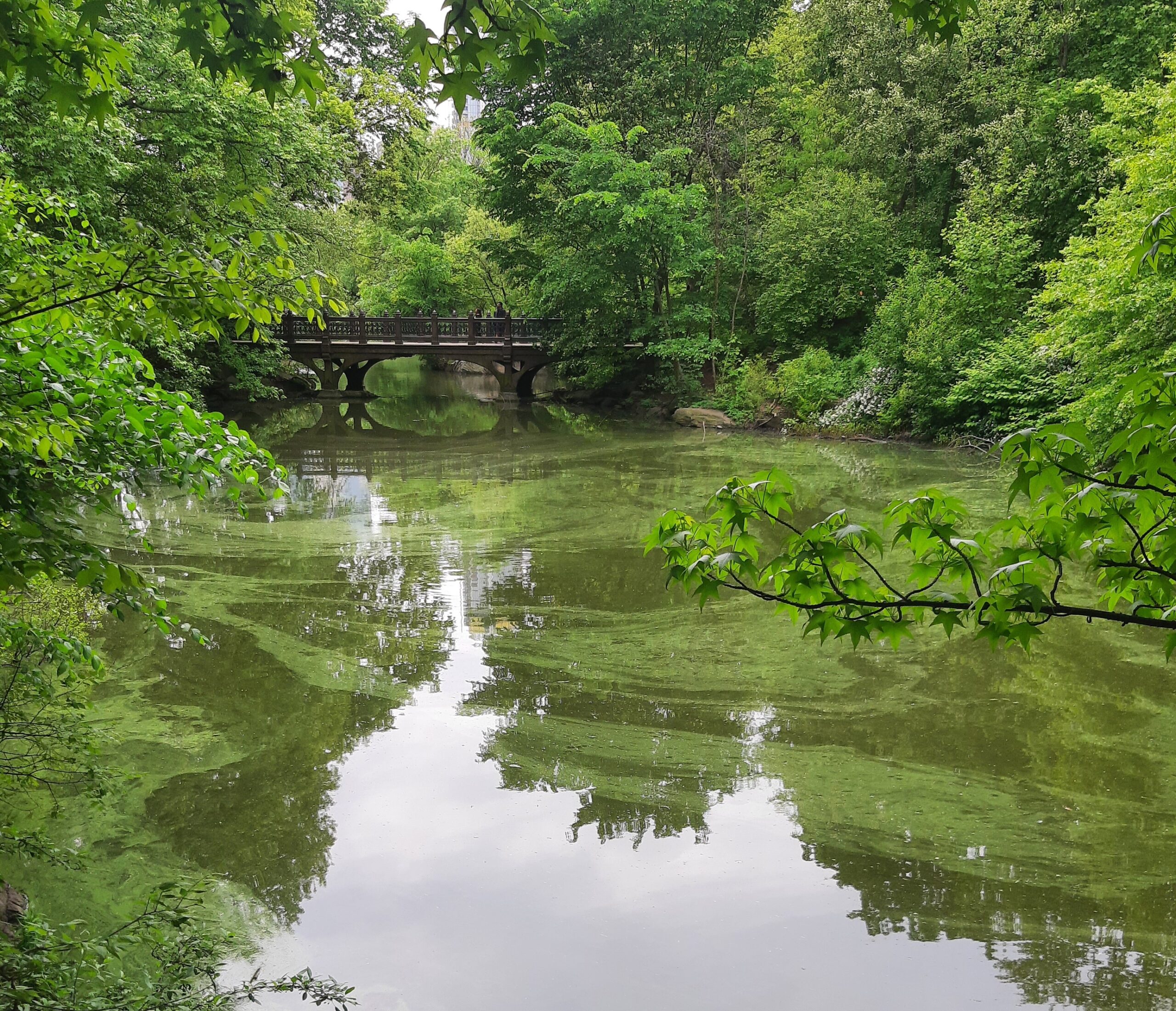 Preparing for Potential Harmful Algal Blooms: An Urgent Call to Action ...