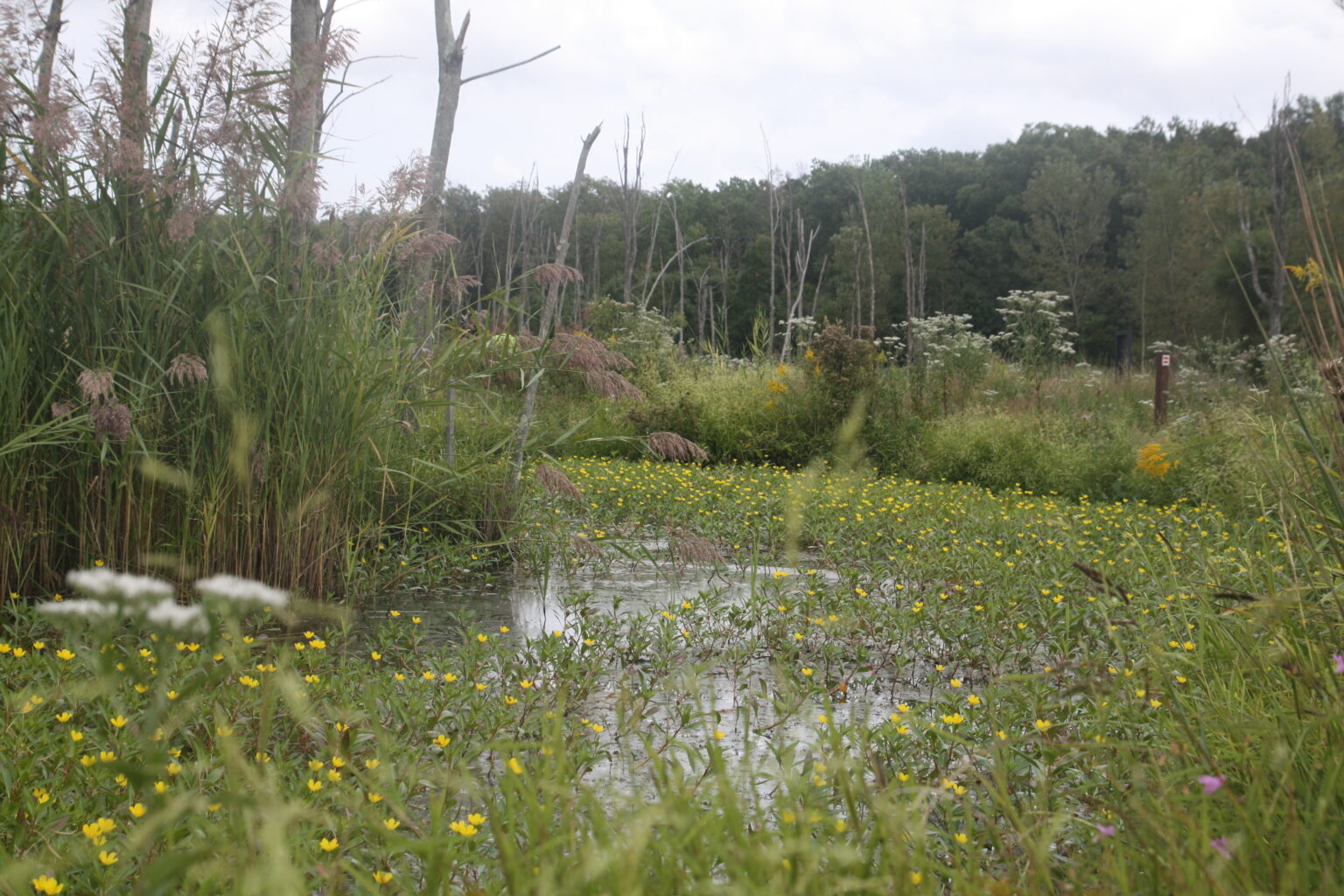 Celebrating World Wildlife Day: A Look Back at the Thriving Habitat of ...