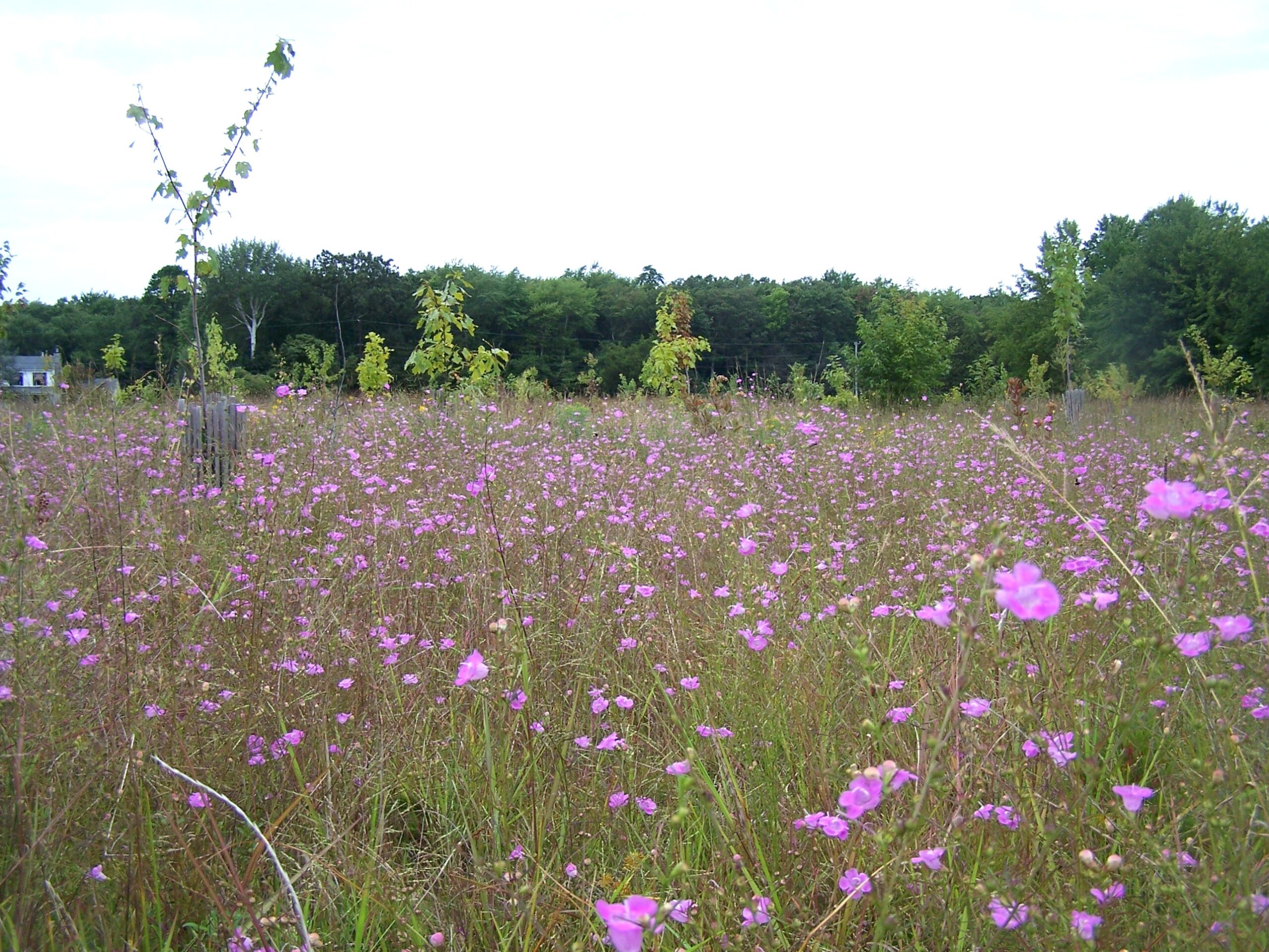 Garden State Parkway Gunning River Freshwater Wetland Mitigation ...