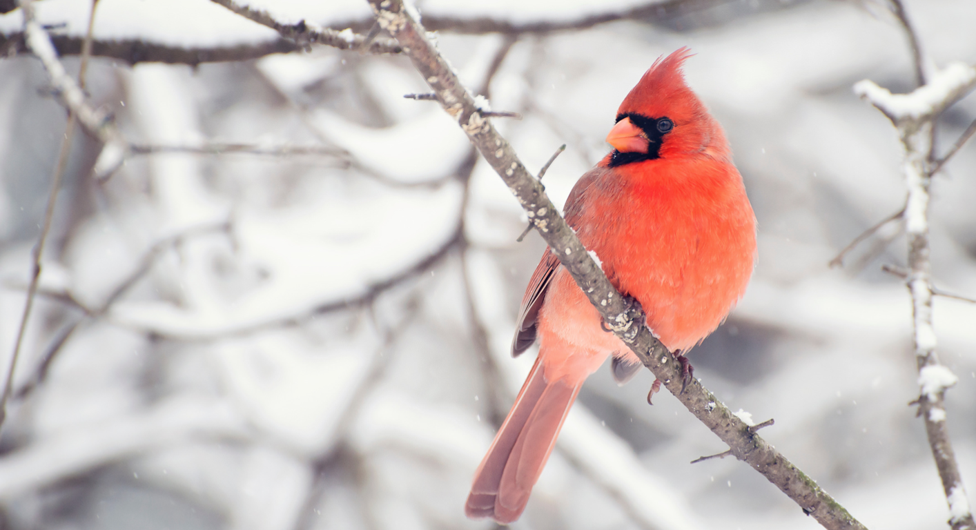 Celebrating Conservation and Community: The Audubon Christmas Bird ...