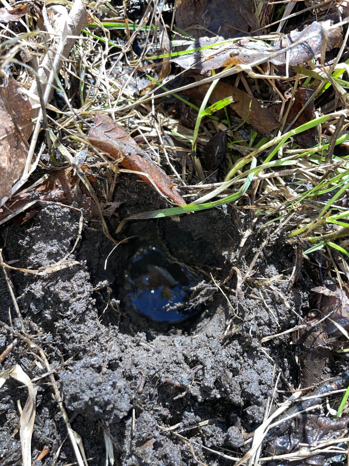 Field Notes: Decoding Soil with the Munsell Color Chart - PRINCETON HYDRO