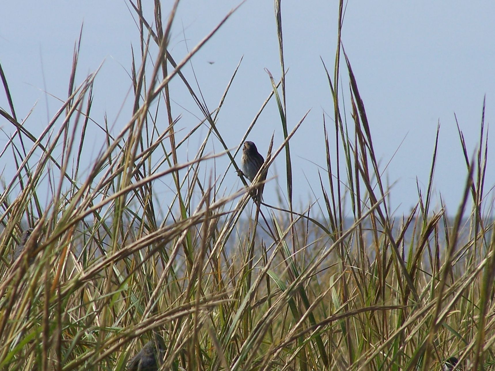 Avian Monitoring of Coastal Salt Marshes - PRINCETON HYDRO