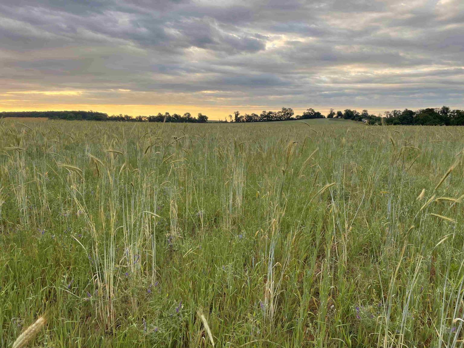 Development of Grassland Bird Species and Hibernacula Monitoring Plan ...