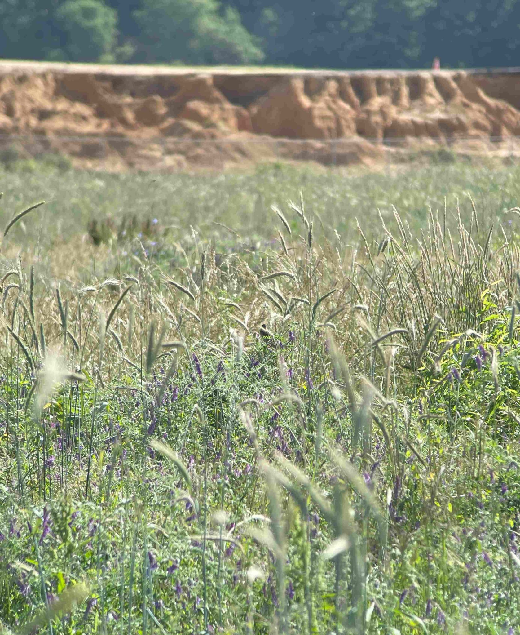 Development of Grassland Bird Species and Hibernacula Monitoring Plan ...