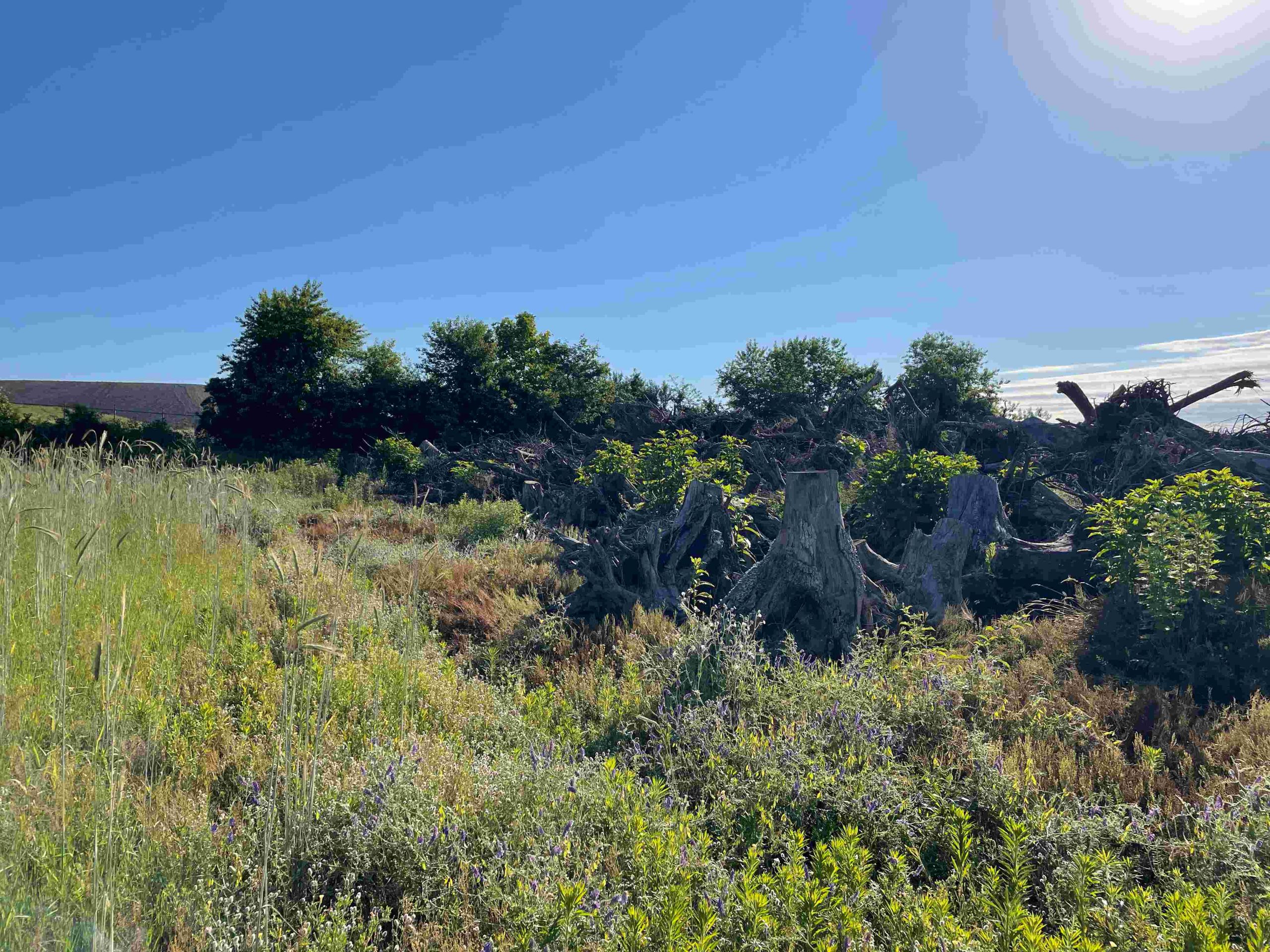 Development of Grassland Bird Species and Hibernacula Monitoring Plan ...