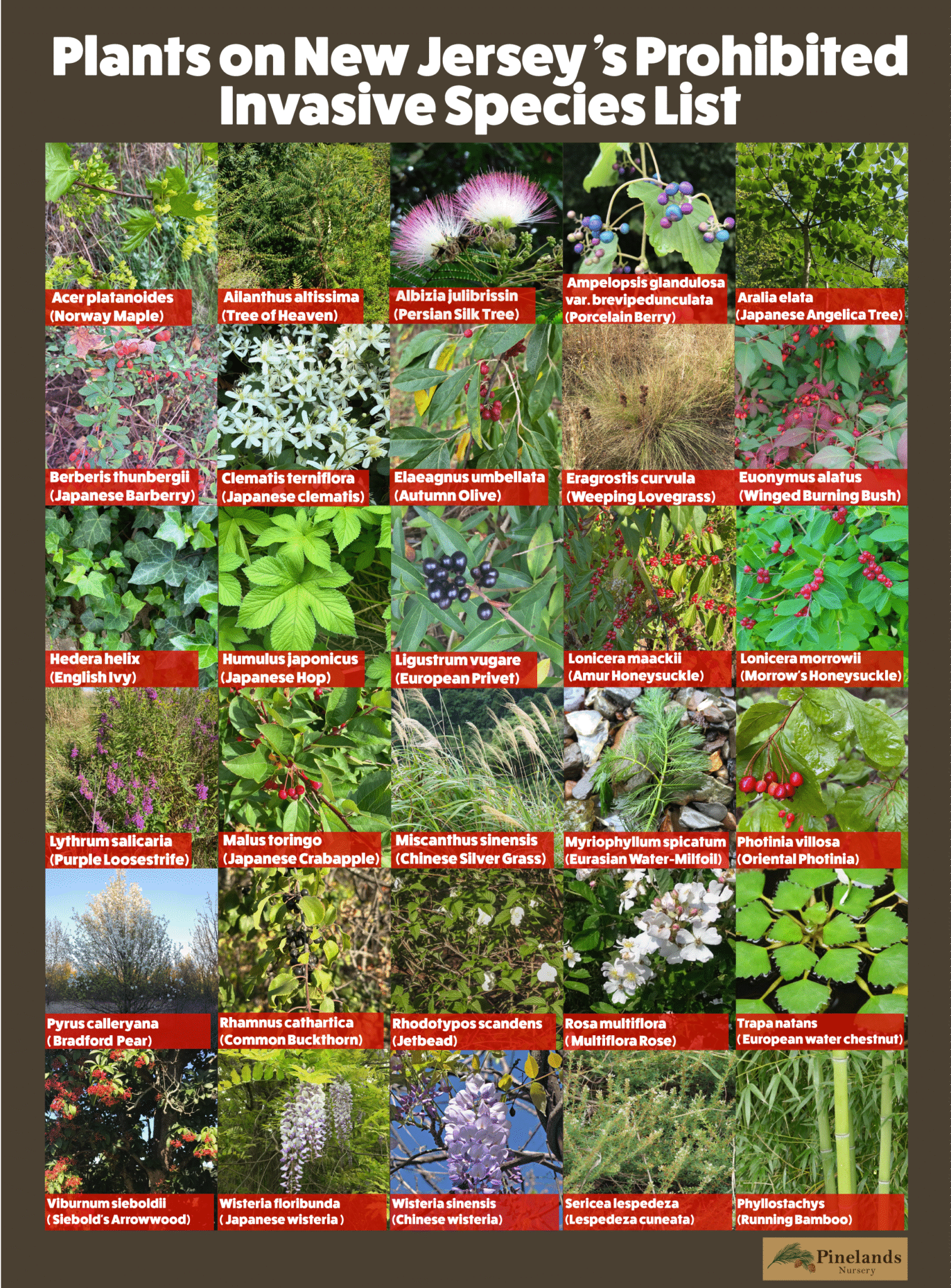 Understanding the Garden State's New Law: NJ Invasive Species ...