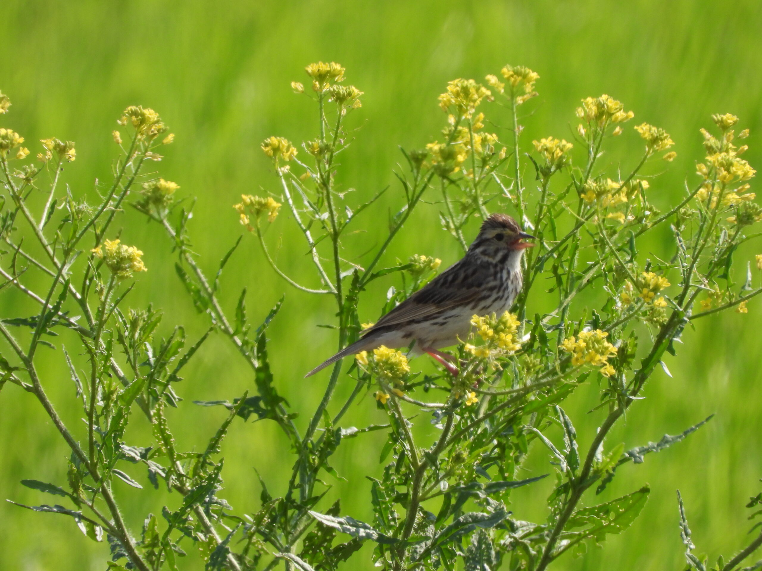 WATCH: Bird Town PA Virtual Workshop with Senior Wildlife Biologist ...